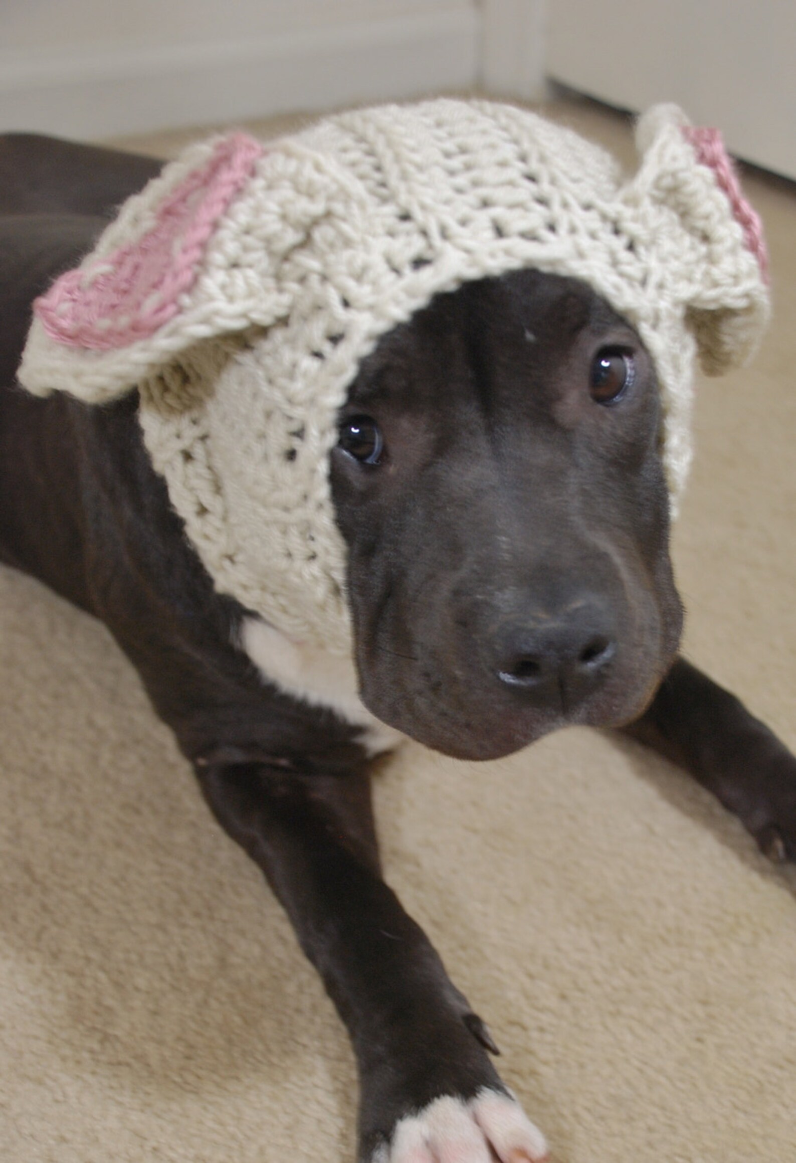 Crochet Dog Snood Beige Rabbit MADE TO ORDER | Etsy