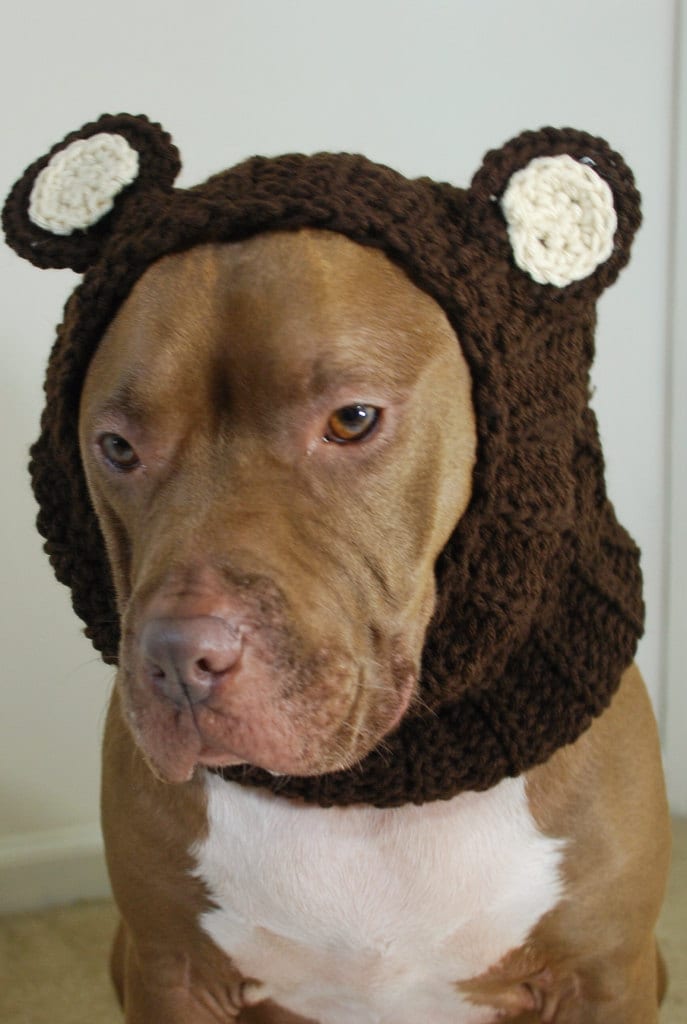 Bear Dog Snood MADE TO ORDER - Etsy