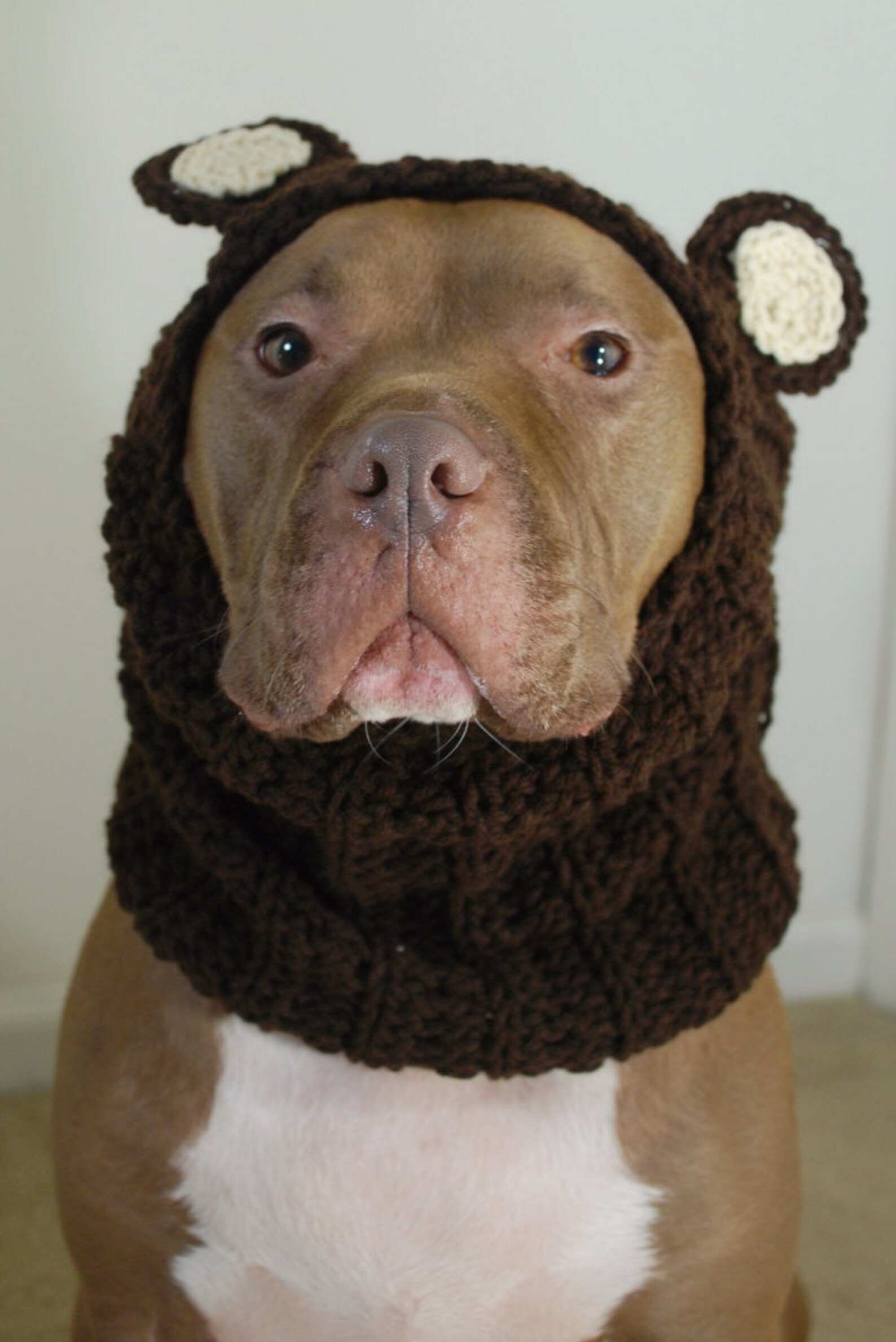 Bear Dog Snood MADE TO ORDER - Etsy