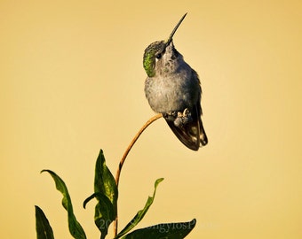 Photo of Hummingbird pink Hoya flowers nature matted 5x7 | Etsy