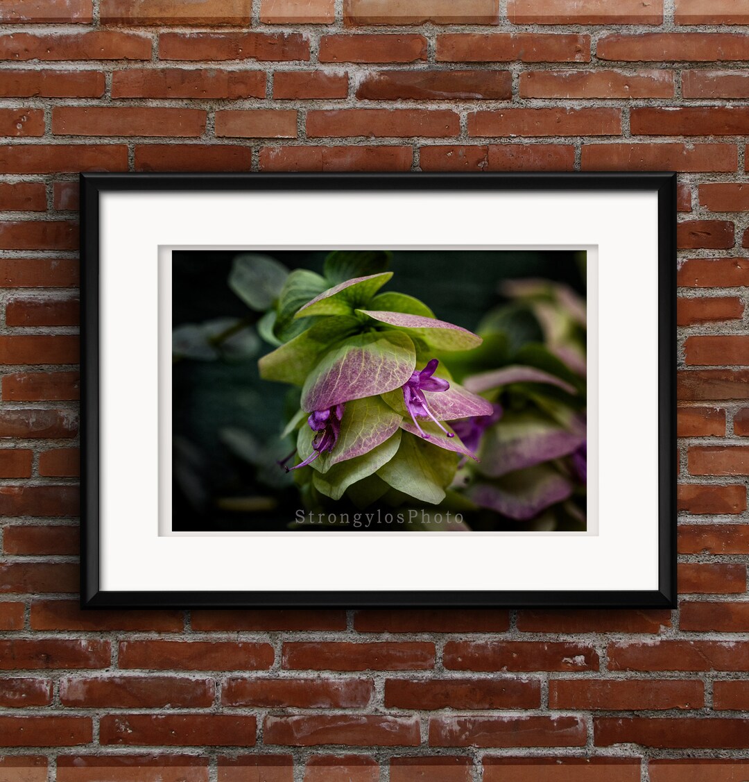 Kent Beauty Oregano in Bloom, Black and White or Color Photo, Still ...