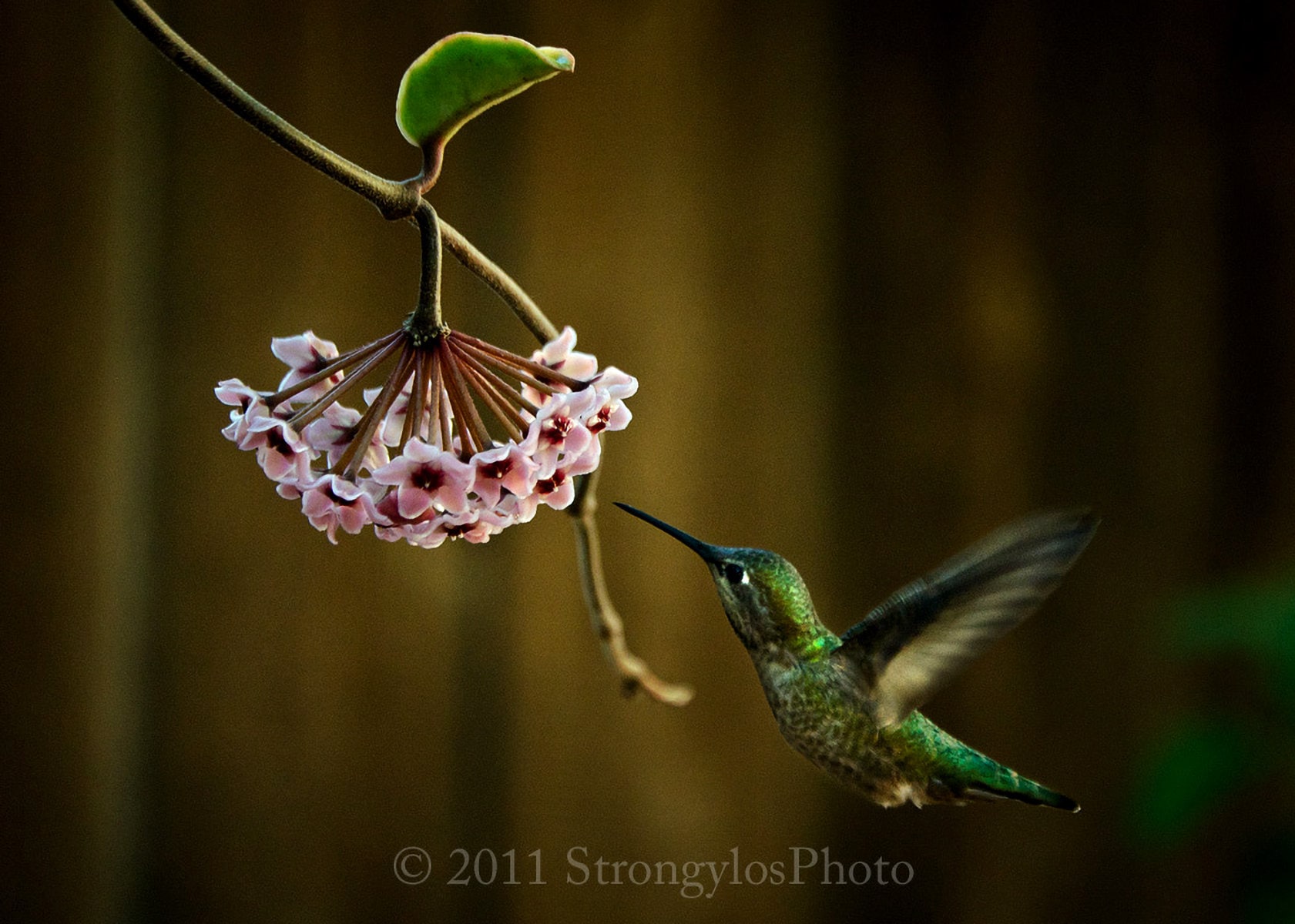 Photo of Hummingbird Pink Hoya Flowers Nature, Ready to Frame ...