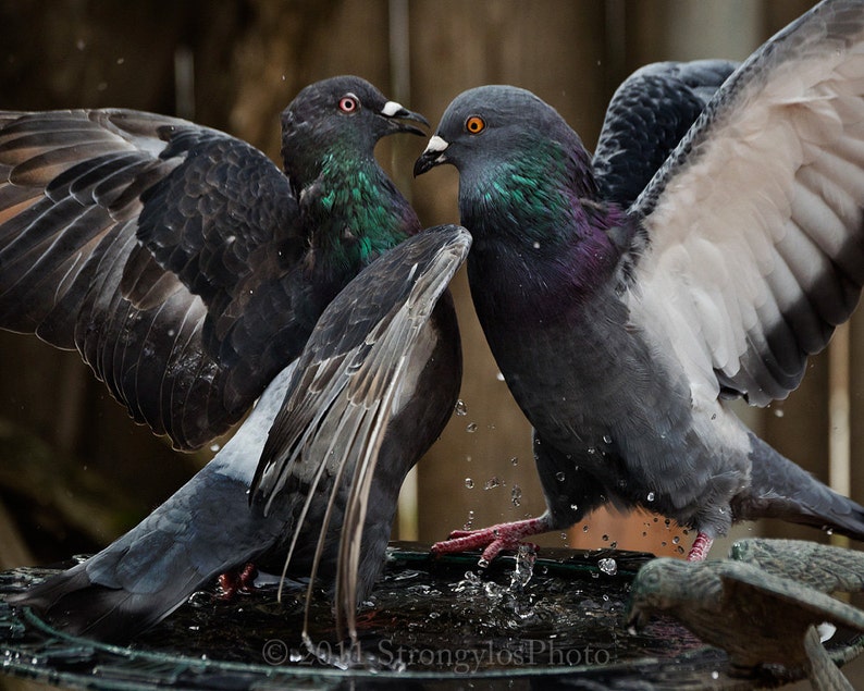 Bird Bath Two Pigeons Splashing in Water Drops Fine Art - Etsy