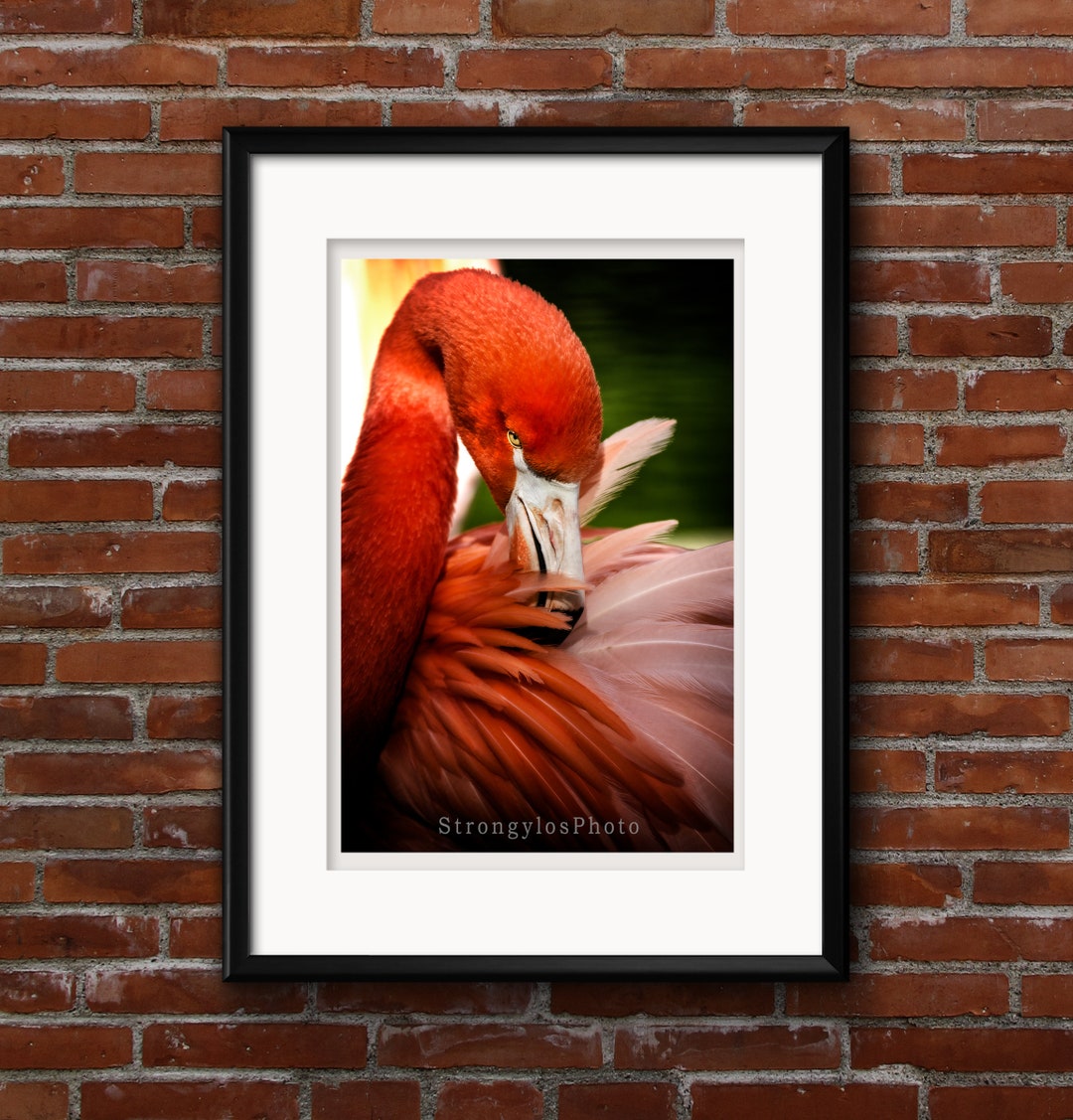 Pink Flamingo Fine Art Photo: Close-up Bird Photography - Etsy