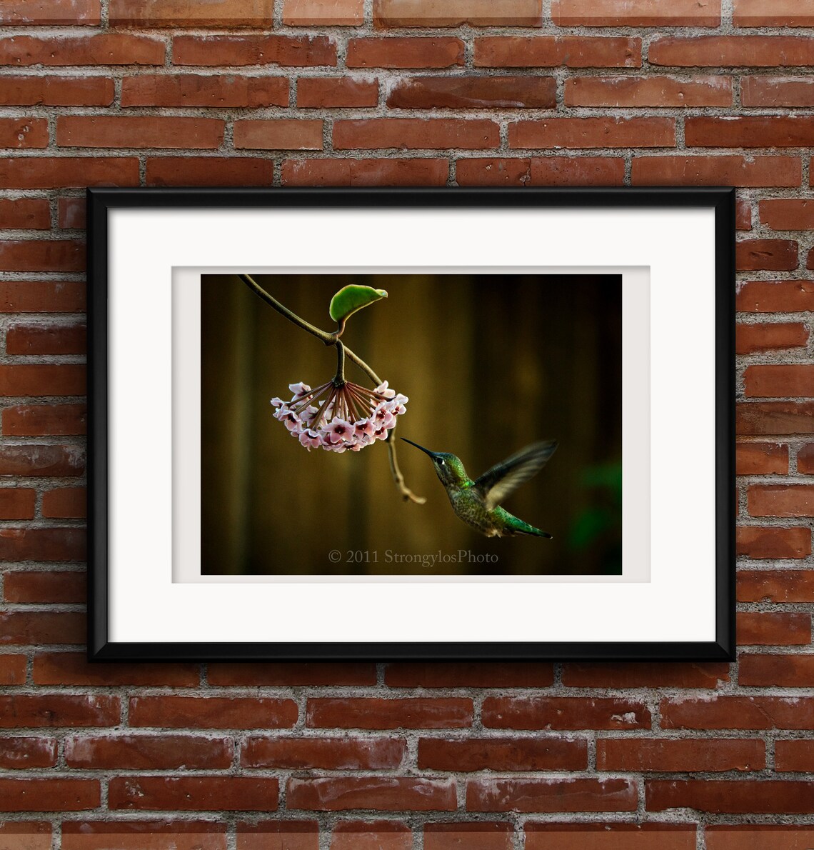 Photo of Hummingbird Pink Hoya Flowers Nature, Ready to Frame ...