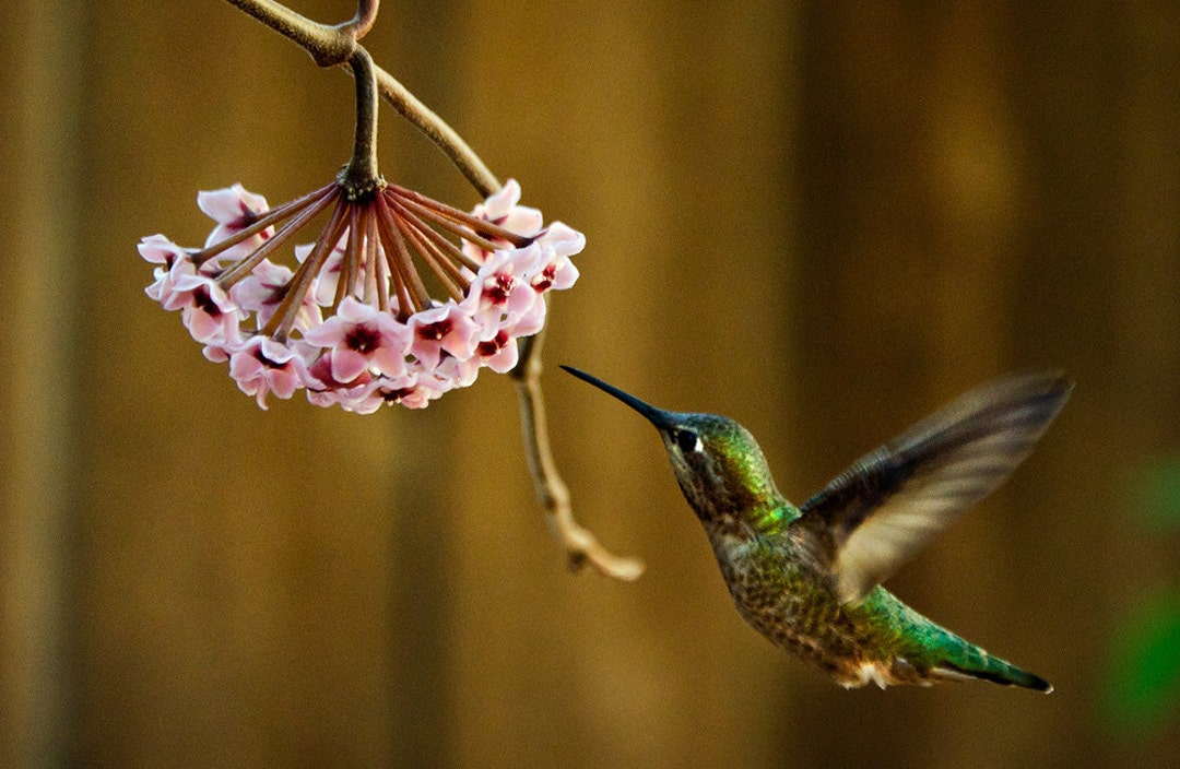 Photo of Hummingbird Pink Hoya Flowers Nature Matted 5x7 - Etsy