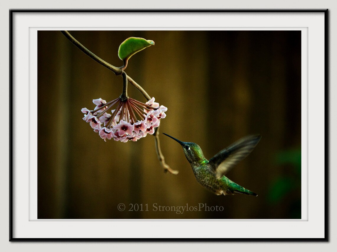 Photo of Hummingbird Pink Hoya Flowers Nature, Ready to Frame ...