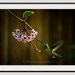 Photo of Hummingbird Pink Hoya Flowers Nature, Ready to Frame ...
