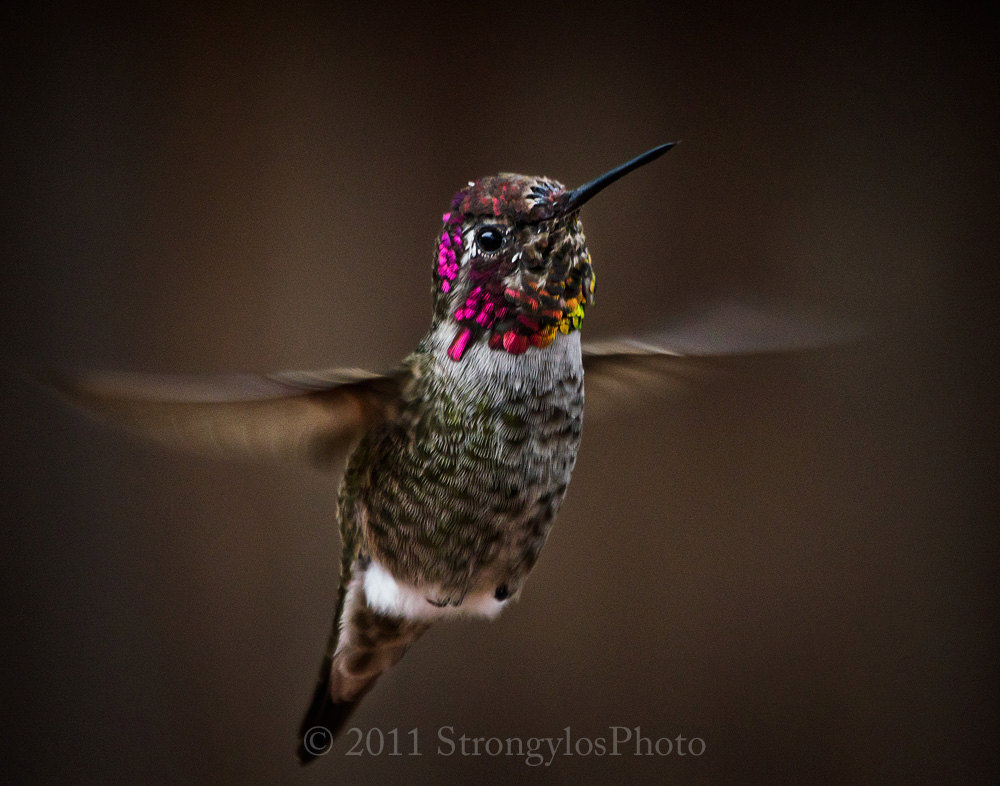 Hummingbird photography hummingbird in flight photo male | Etsy