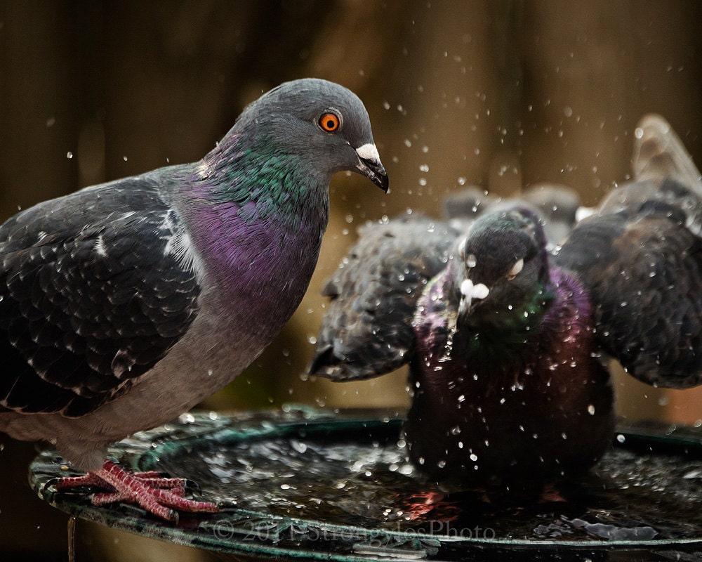 Bird Bath Two Pigeons Splashing in Water Drops Fine Art - Etsy