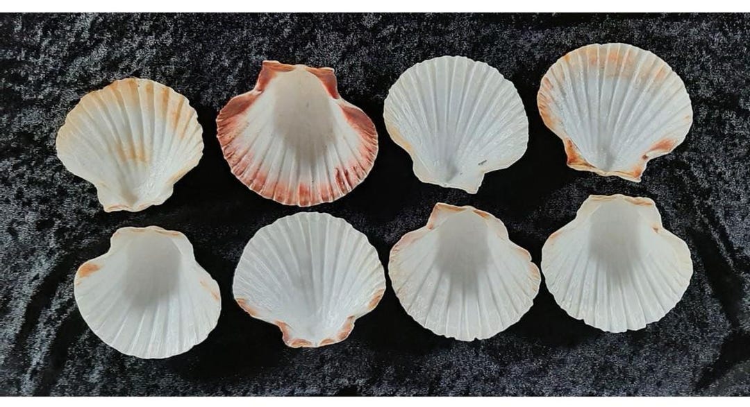 Scallop Shells for Baking, 4 Inch, Vintage, Shell Serving Dishes ...