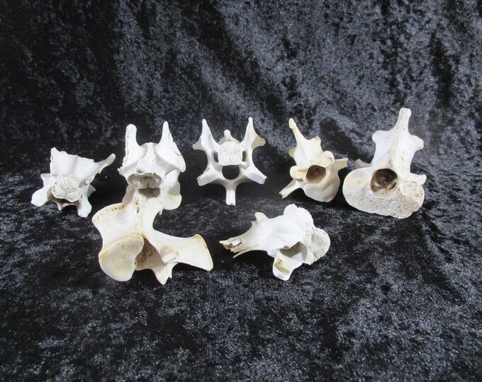 White Tail Deer Vertebrae, 7 Vintage Backbones, North Florida Natural ...