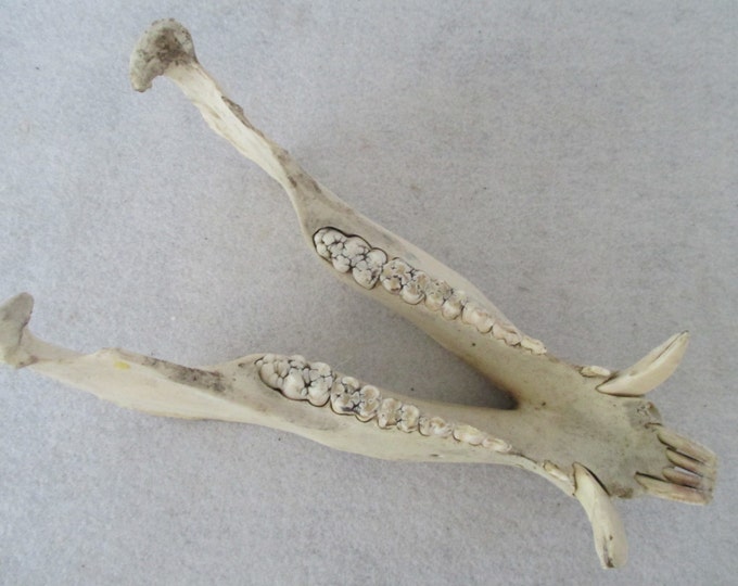 Wild Boar Jaw, Lower Jaw, Wild Hog Pig, Natural Bones North Florida ...