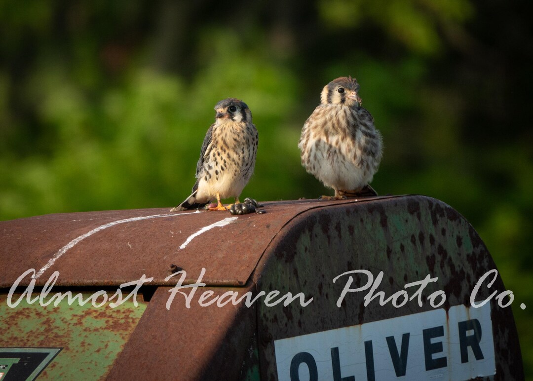 American Kestrel Photo Print, Birds of Prey on Farm Equipment (digital ...