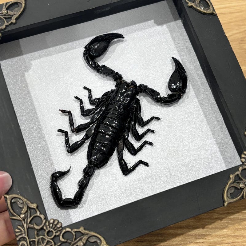 Corner Curiosities - Etsy