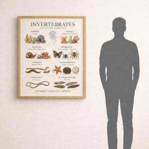 Invertebrates Educational Biology Poster – Animals Without Backbones ...