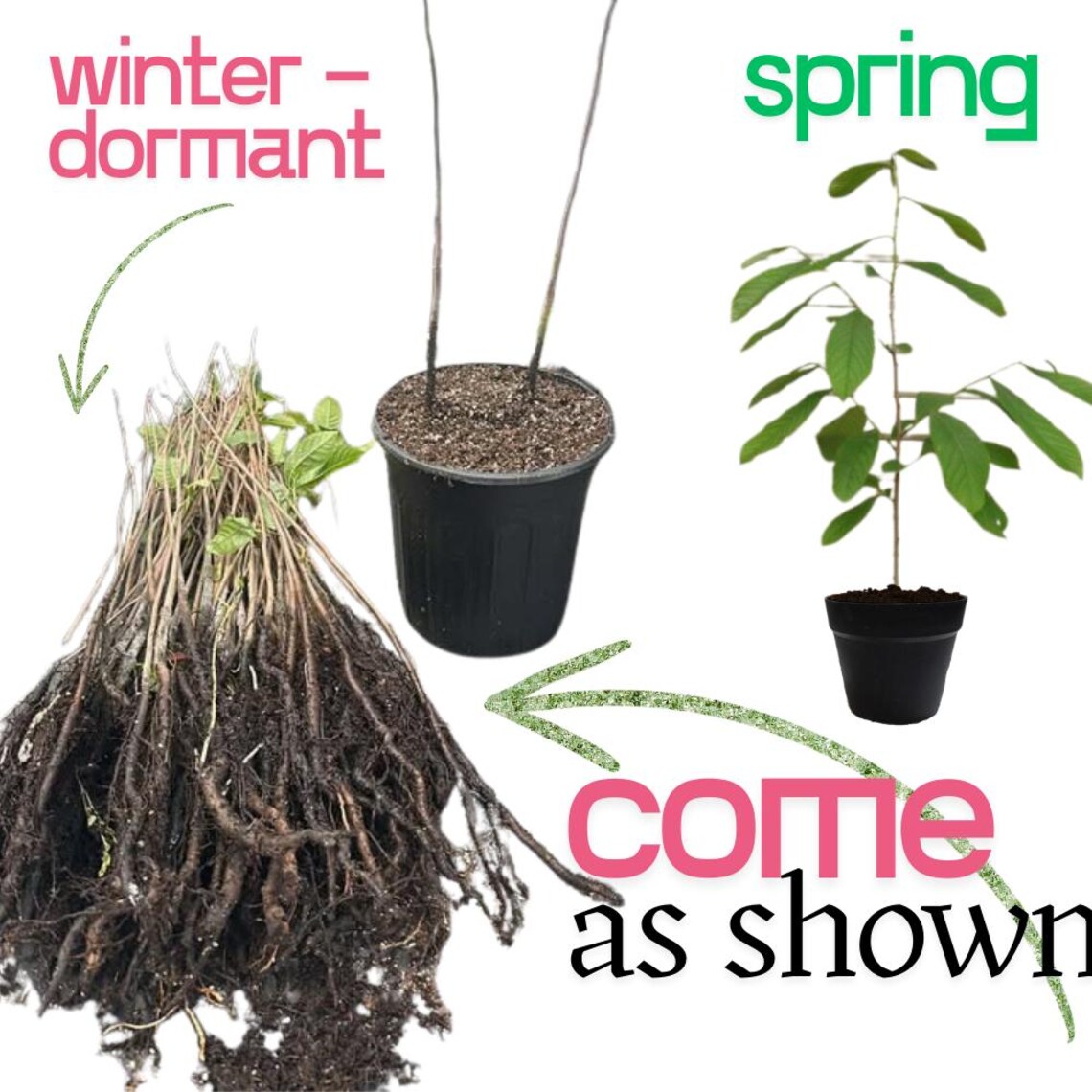 Pawpaw Native Seedling 1 Year Old 6-12", Paw Paw Tree Live Plant ...