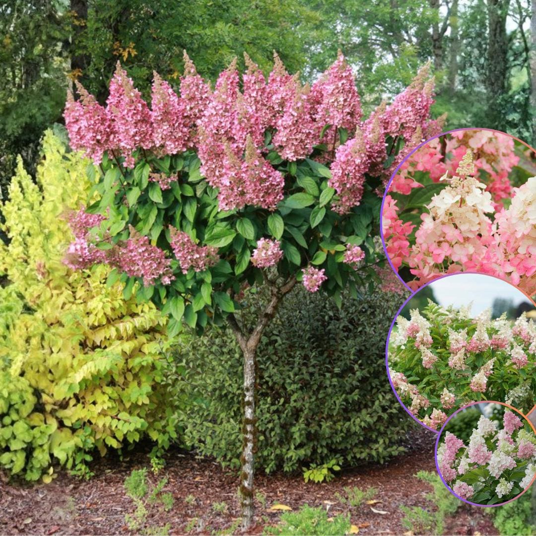 Pinky Winky Hydrangea Tree Live Plant, 4" Pot, 1 Year Old Well-rooted ...