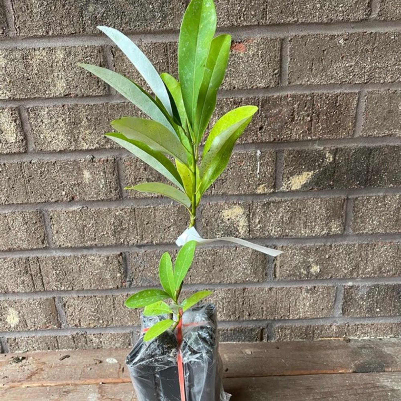 Sweetbay Magnolia Tree Live Plant in Pot, 6-12 Inches in Tall - Etsy