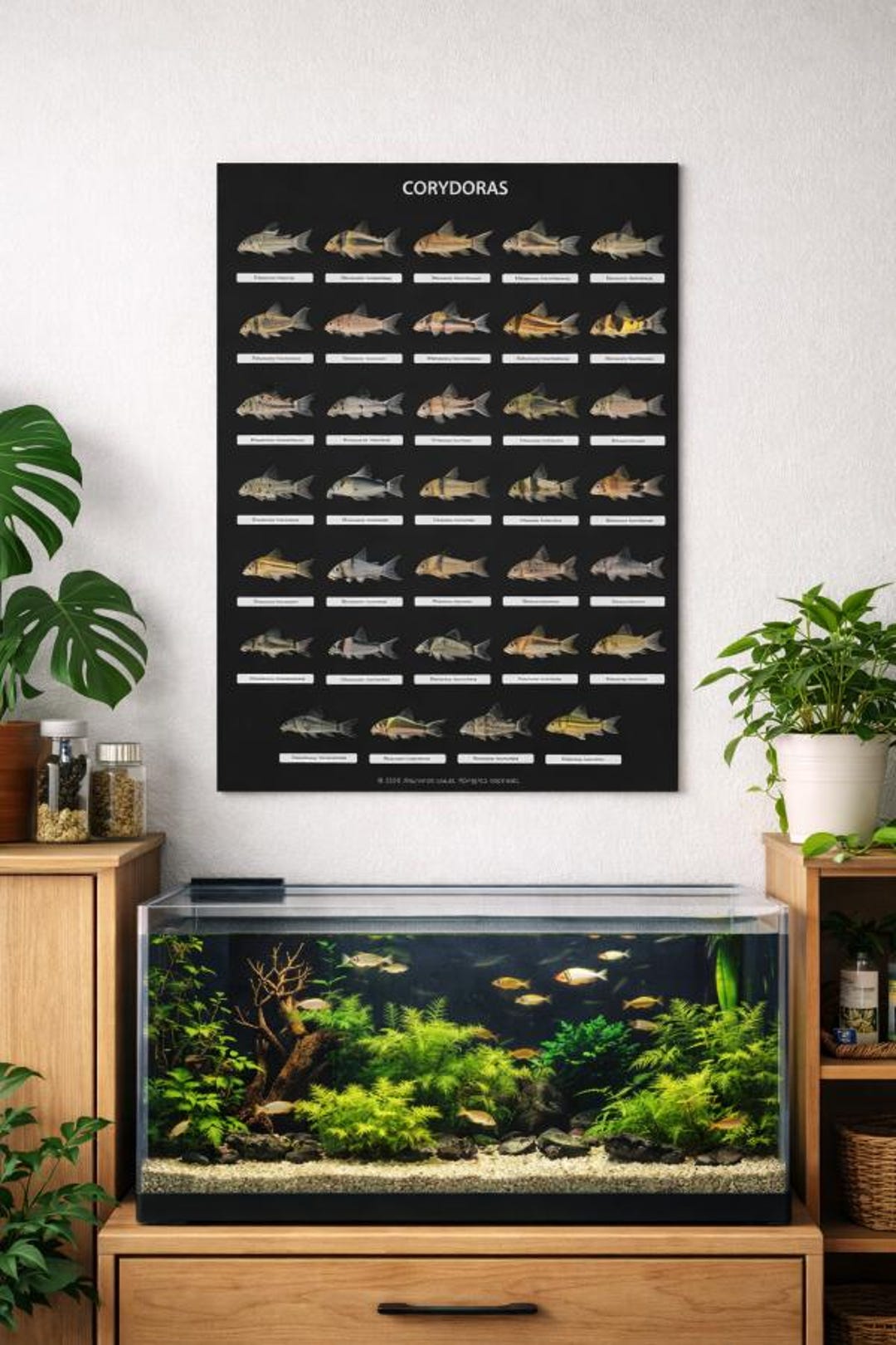 Corydoras Catfish Poster – 34 Species Identification Chart | Aquarium ...