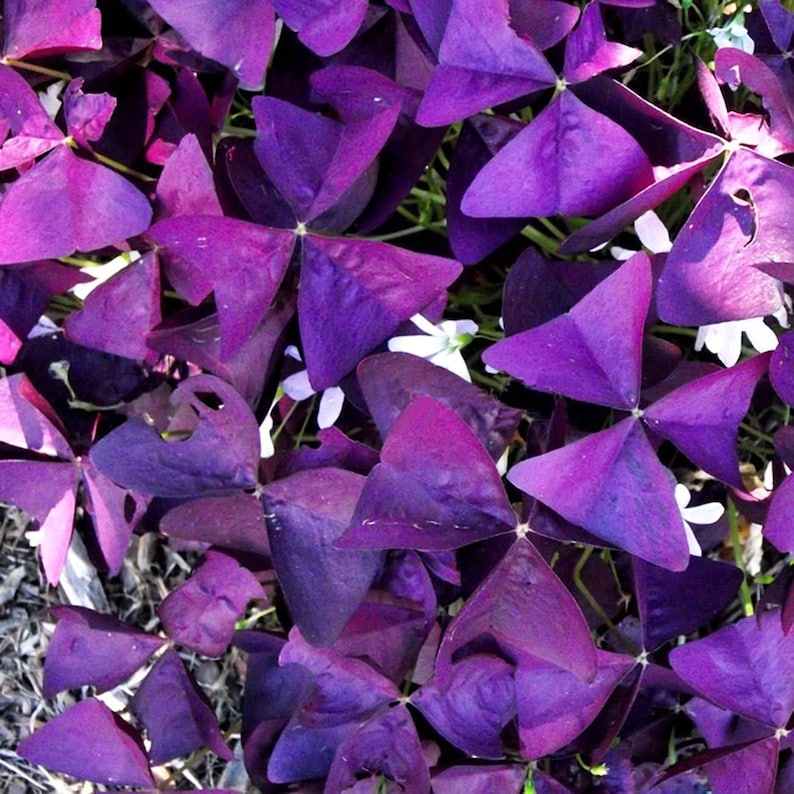 12+ Purple Shamrock Bulbs Oxalis Triangularis Lucky Flowers for Any ...