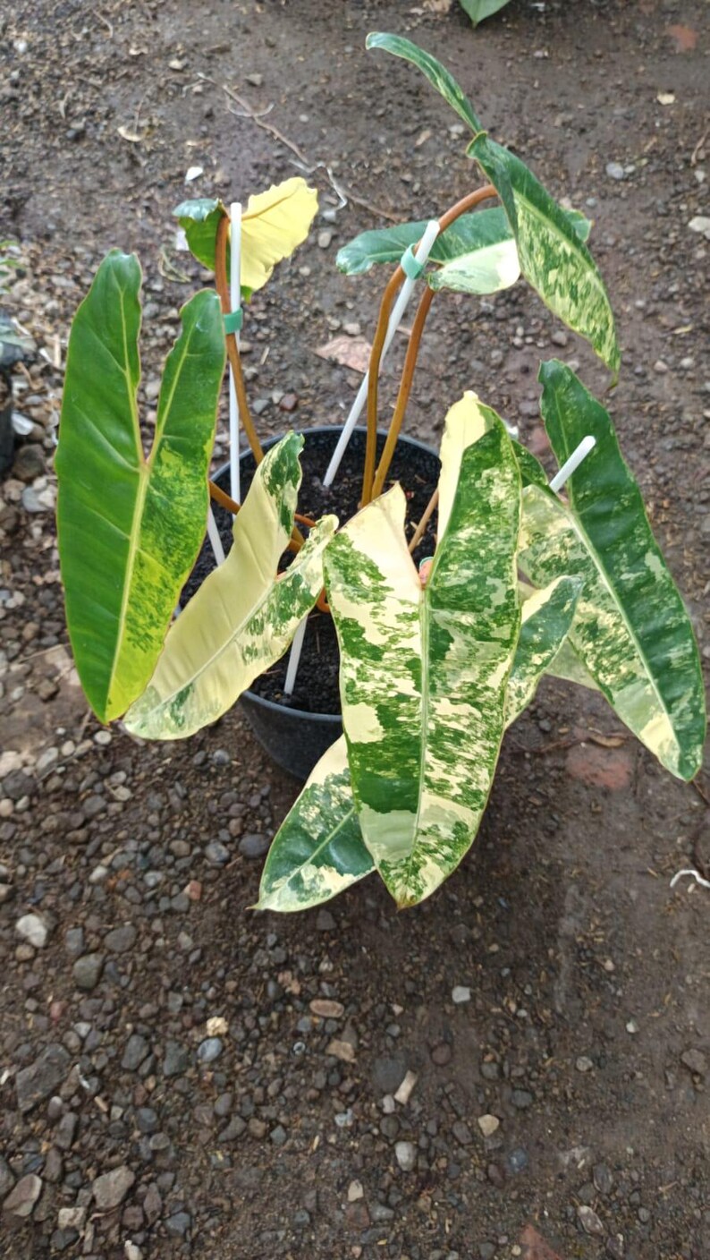 Philodendron Billietiae Variegated 9 Leaves Real Picture - Etsy