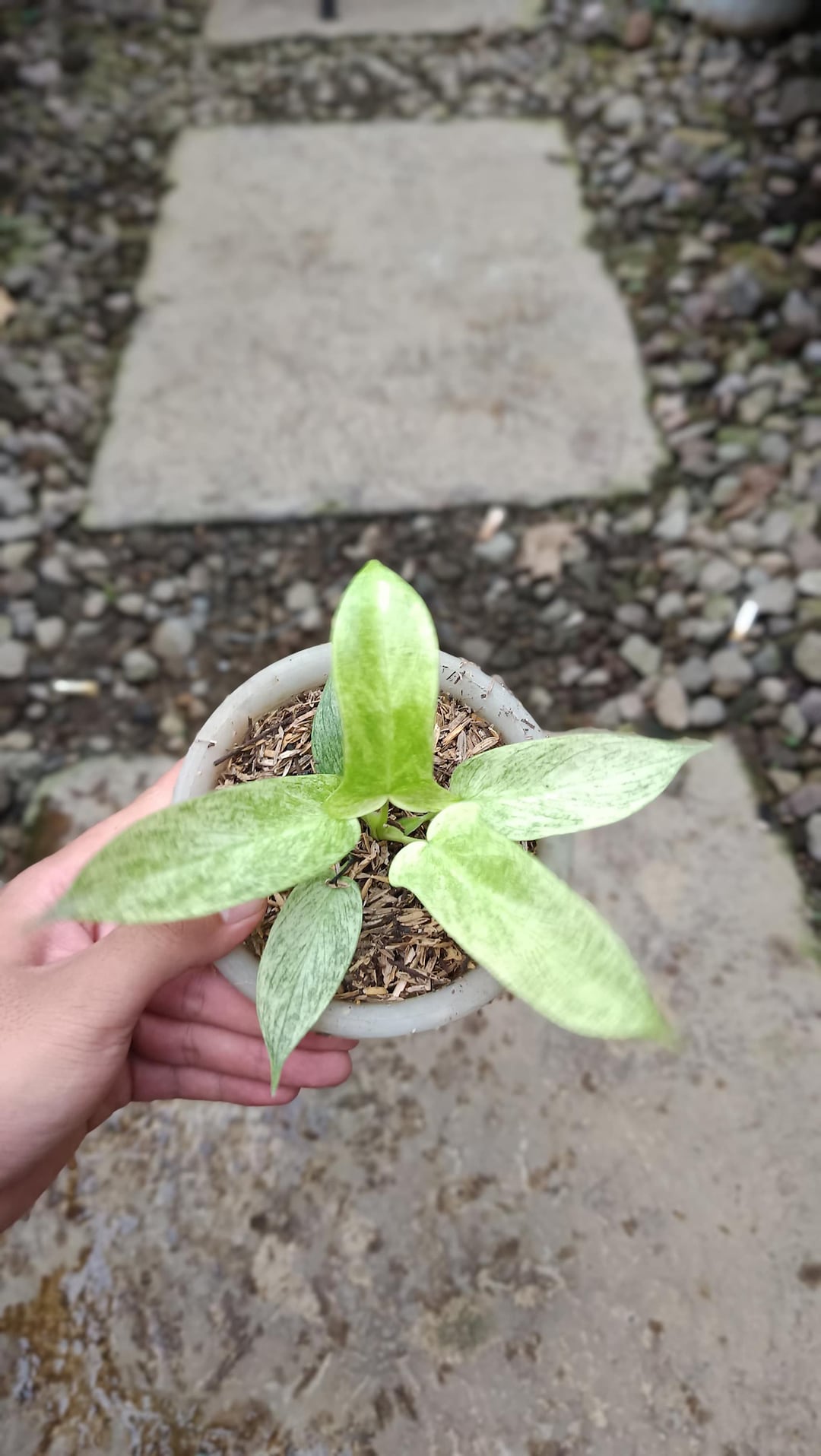 Philodendron Florida Ghost Mint X Mayoi Variegated Real Picture - Etsy