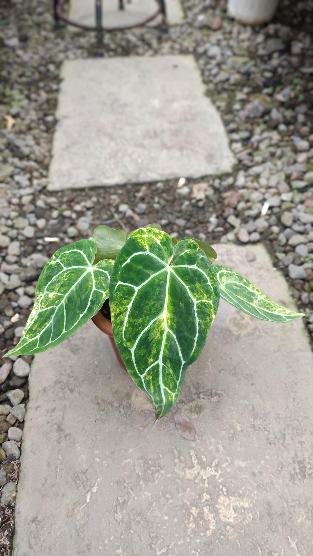 Anthurium Crystallinum Variegated 5 Leaves Real Picture - Etsy