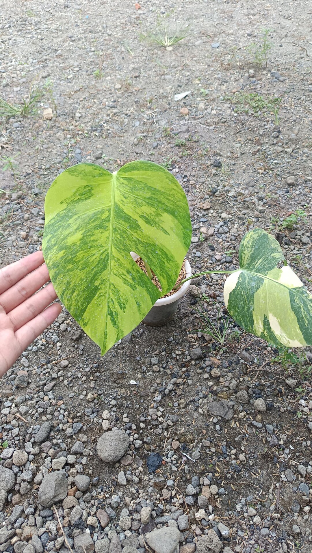 Monstera Marmorata Tricolor Variegated 2 Leaves Real Picture - Etsy