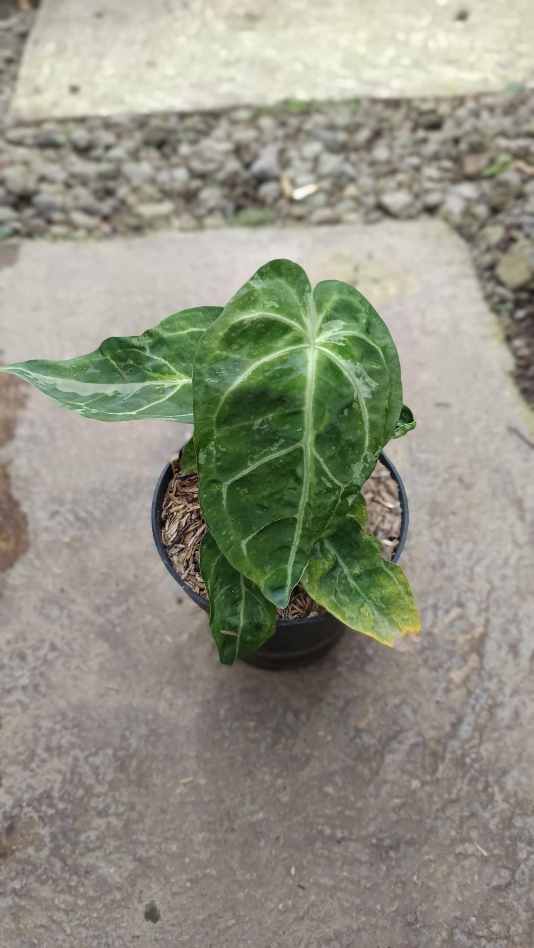 Anthurium Magnificum Verde Variegated Mutation Small Size Real Picture ...