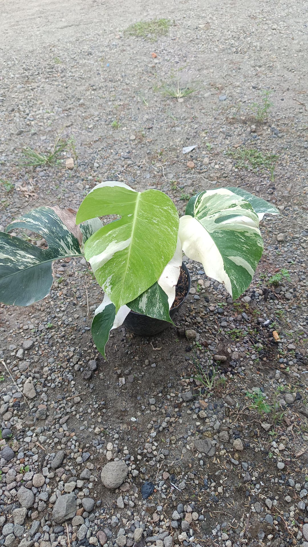 Monstera White Tiger Variegated 6 Leaves Real Picture - Etsy