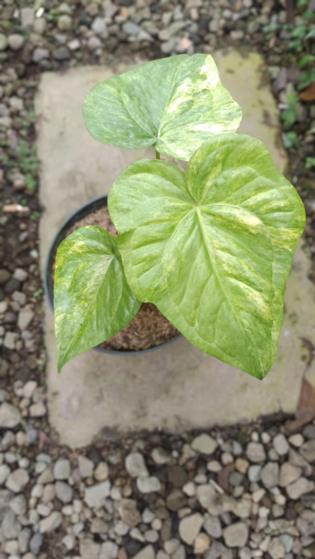 Anthurium Pedatoradiatum Variegated 3 Leaves Real Picture - Etsy