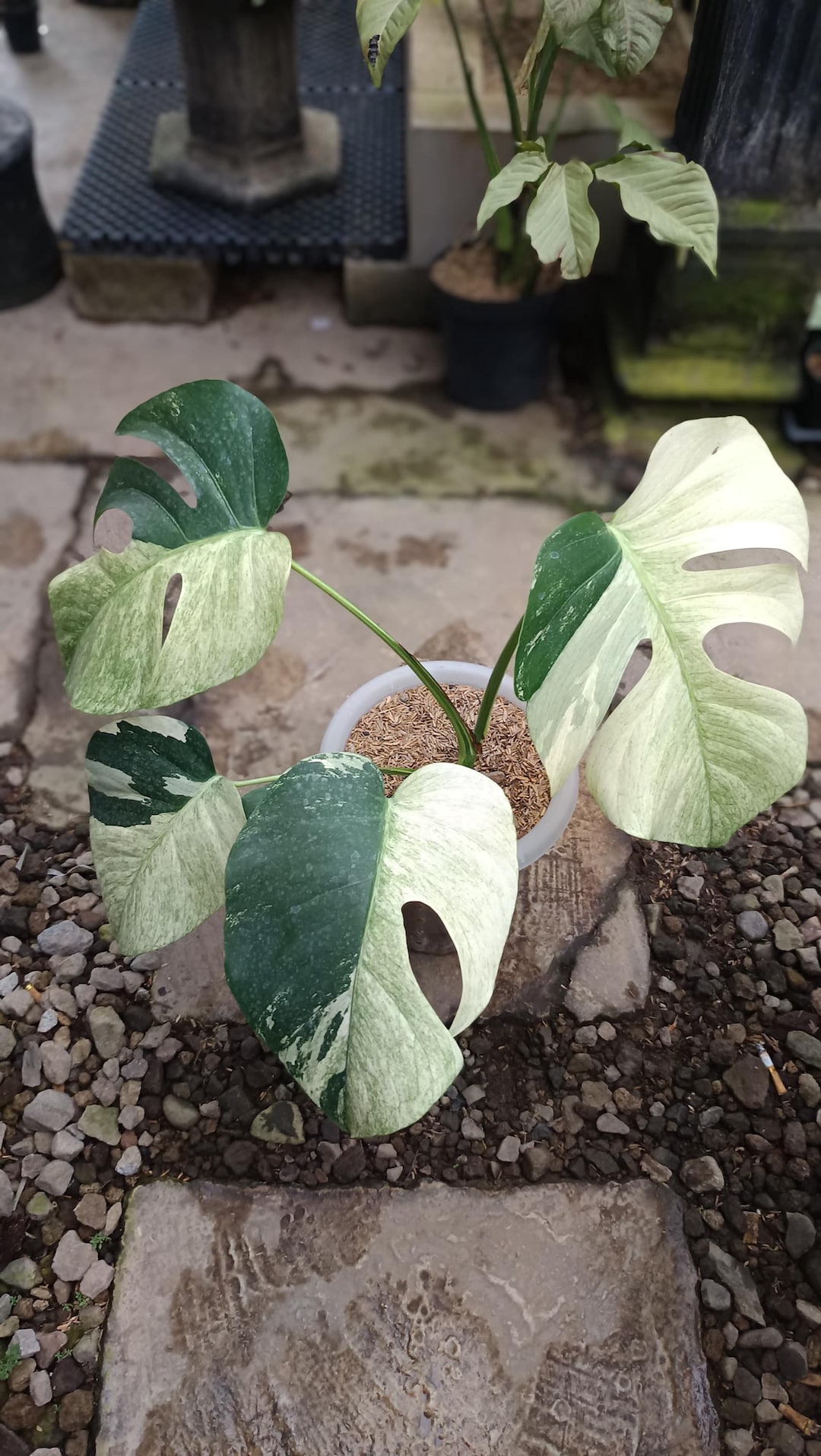 Monstera White Mint Variegated 5 Leaves Medium Size Real Picture - Etsy