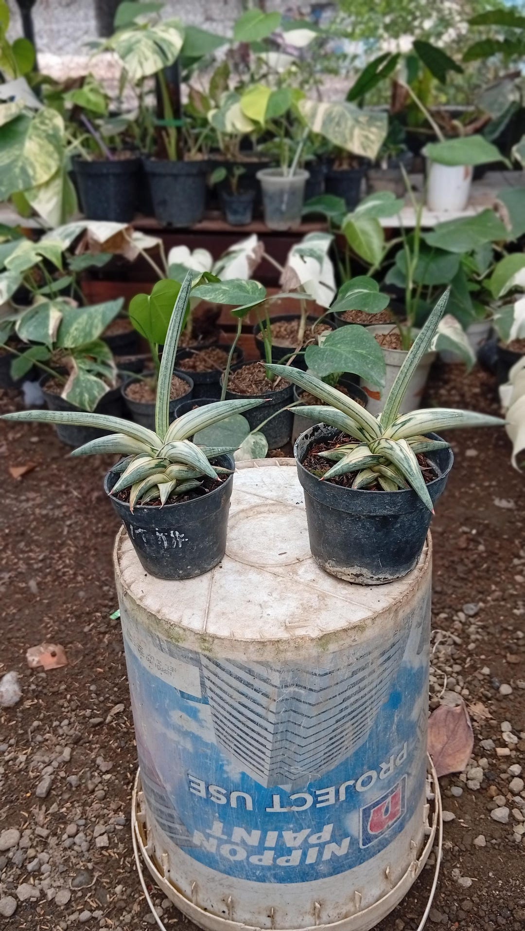Sansevieria Blue Clone White Variegated Real Picture - Etsy