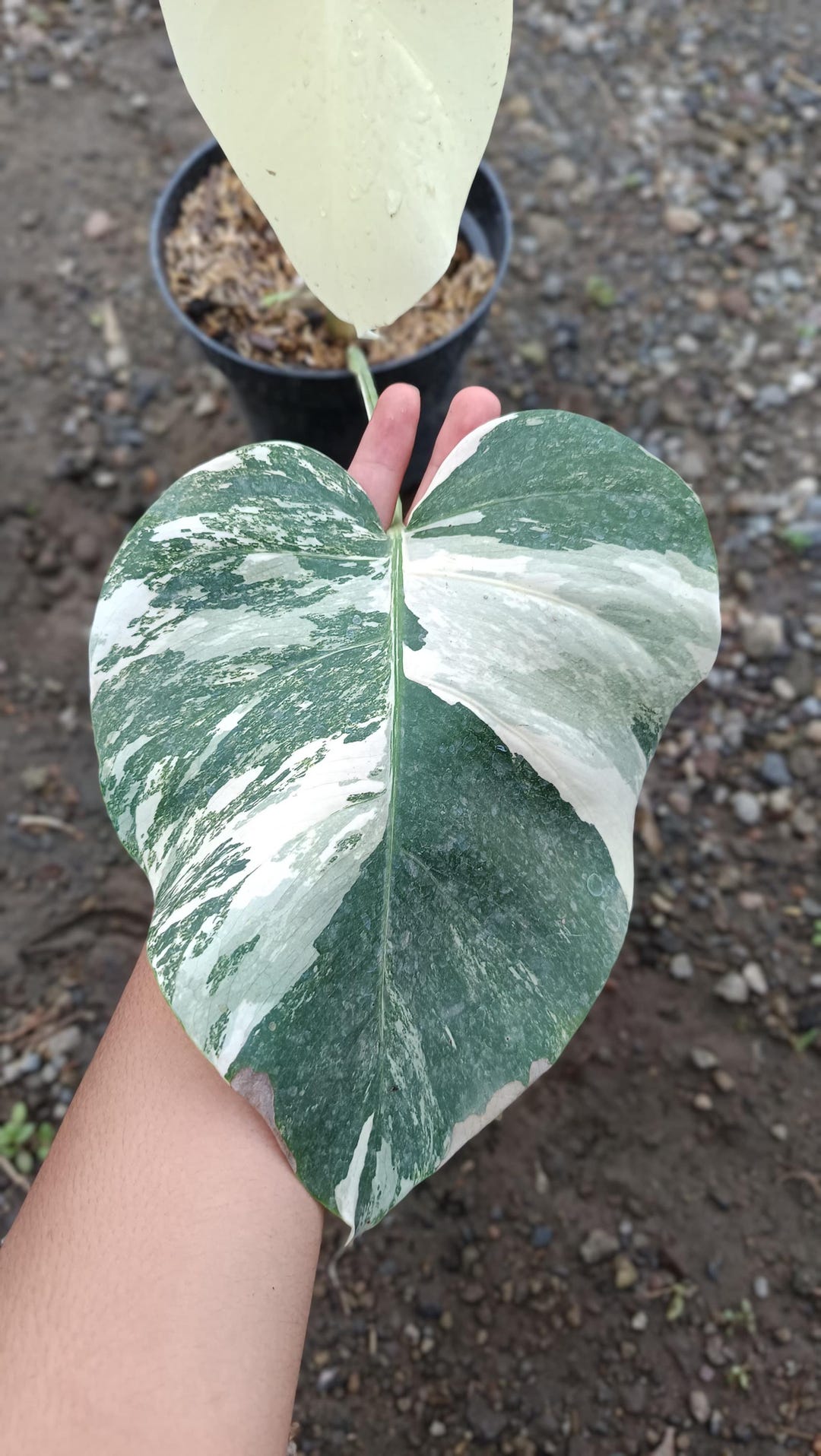 Monstera White Tiger Variegated 1 Leafe Real Picture - Etsy
