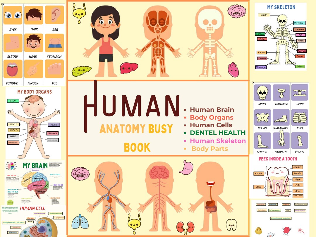 Human Anatomy Busy Book | Body Organs, Skeleton (digital Download) - Etsy