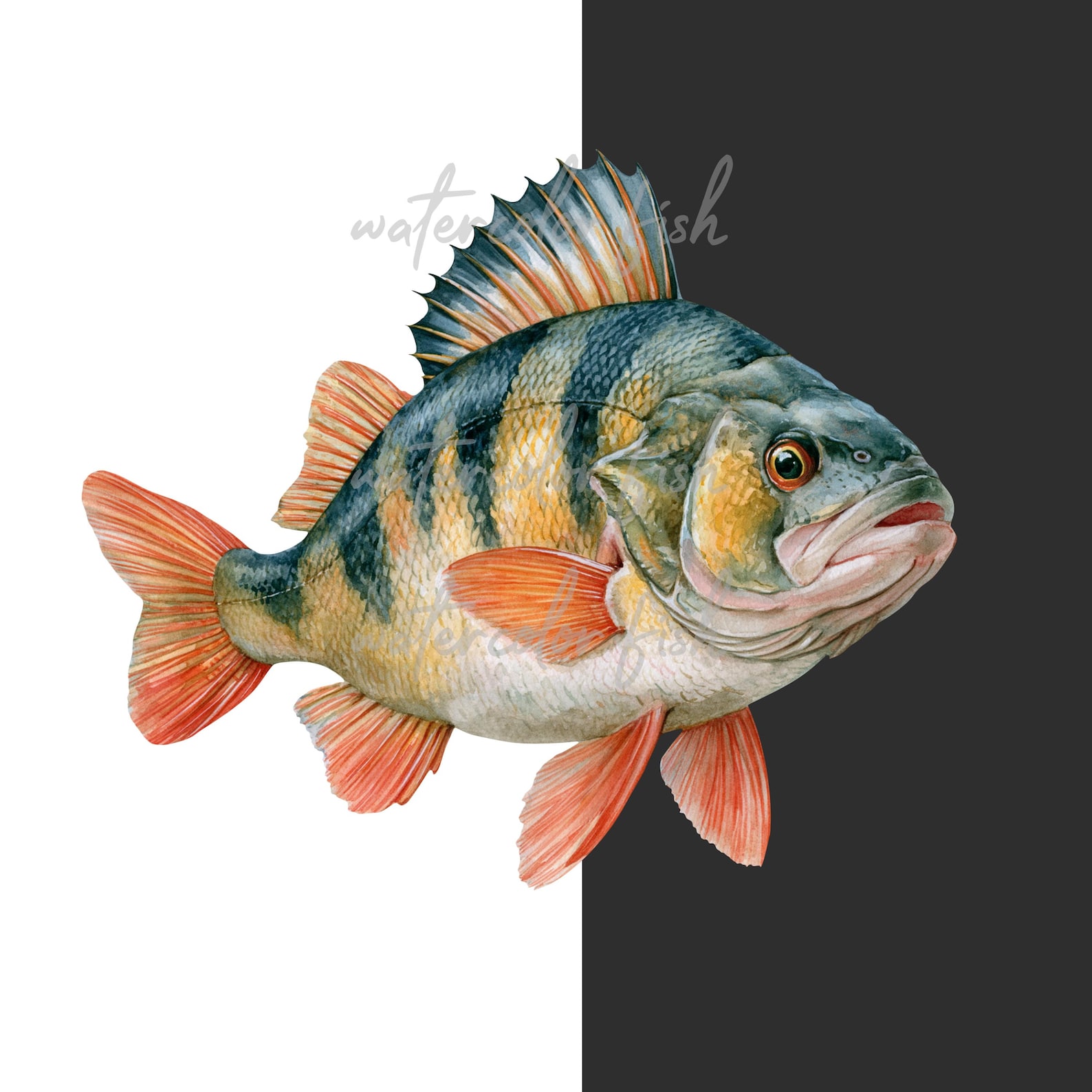 Watercolor Freshwater Fish Clipart Collection, 34 PNG Illustrations ...
