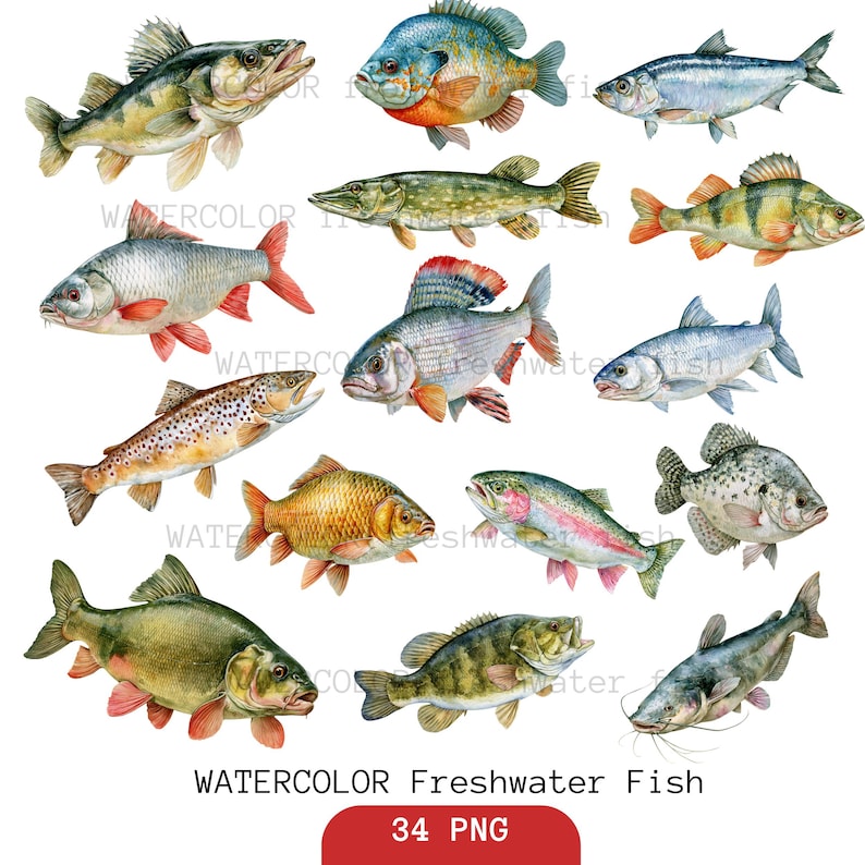 Watercolor Freshwater Fish Clipart Collection, 34 PNG Illustrations ...