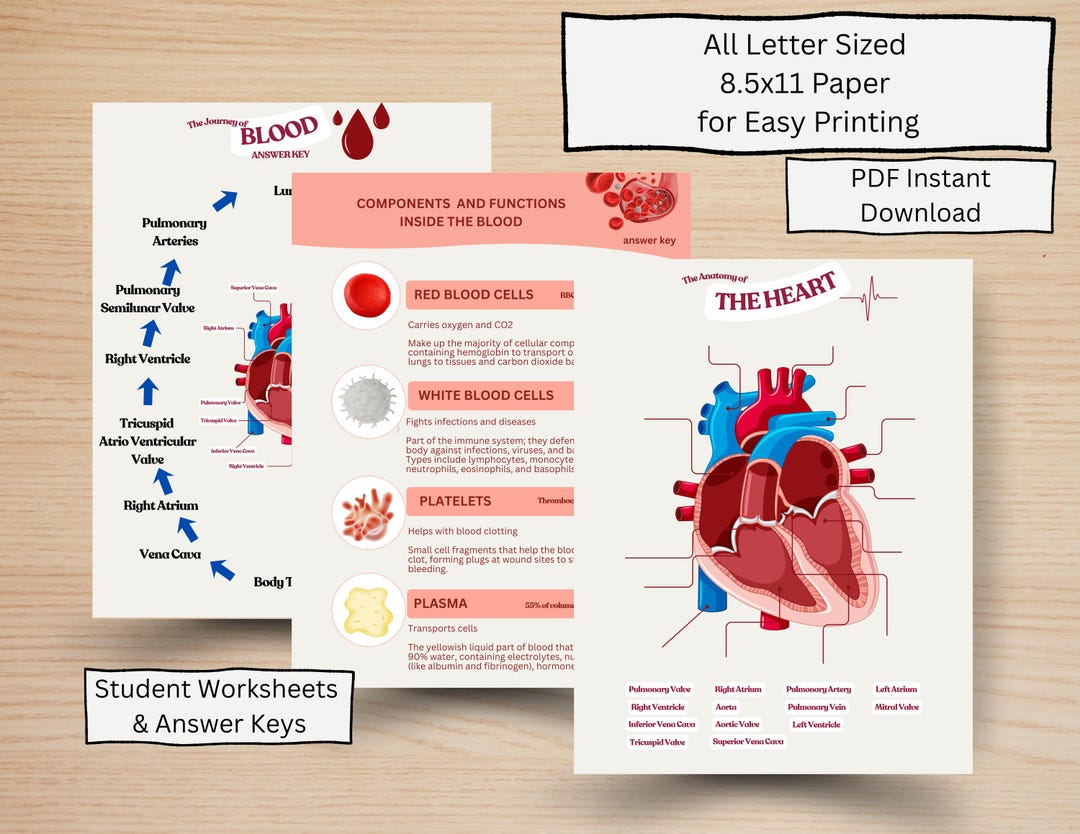 Cardiovascular System Study Guide, 20+ Pages, Worksheets and Answer ...