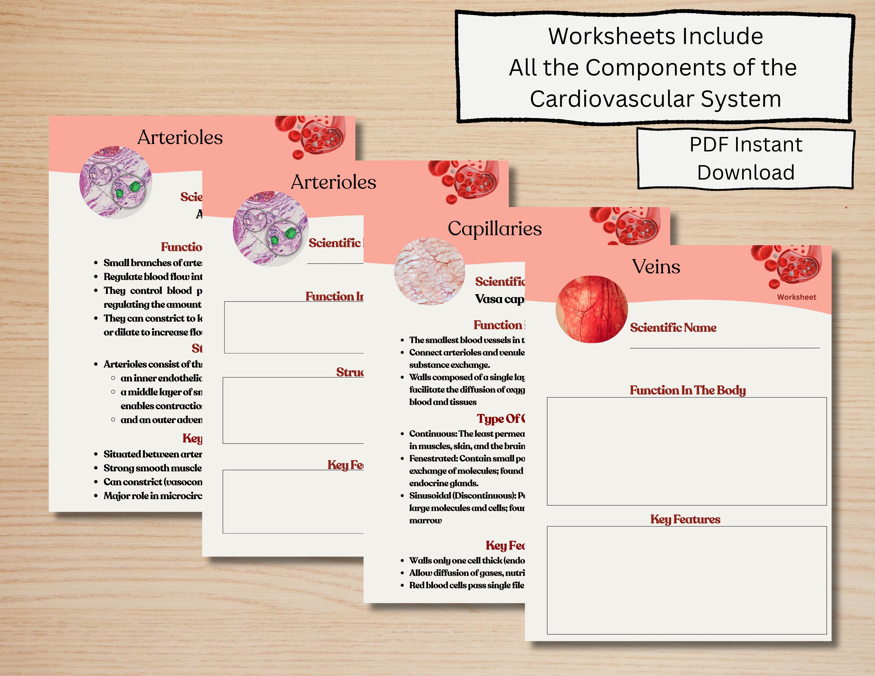 Cardiovascular System Study Guide, 20+ Pages, Worksheets and Answer ...