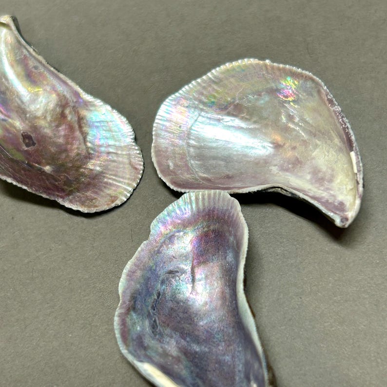 Purple Pearl Mussel / Coquina Shells (mother of Pearl) - Etsy