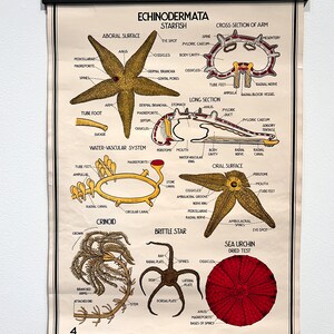 Large Vintage Zoological Chart Echinodermata Starfish Mid-century 1940s ...