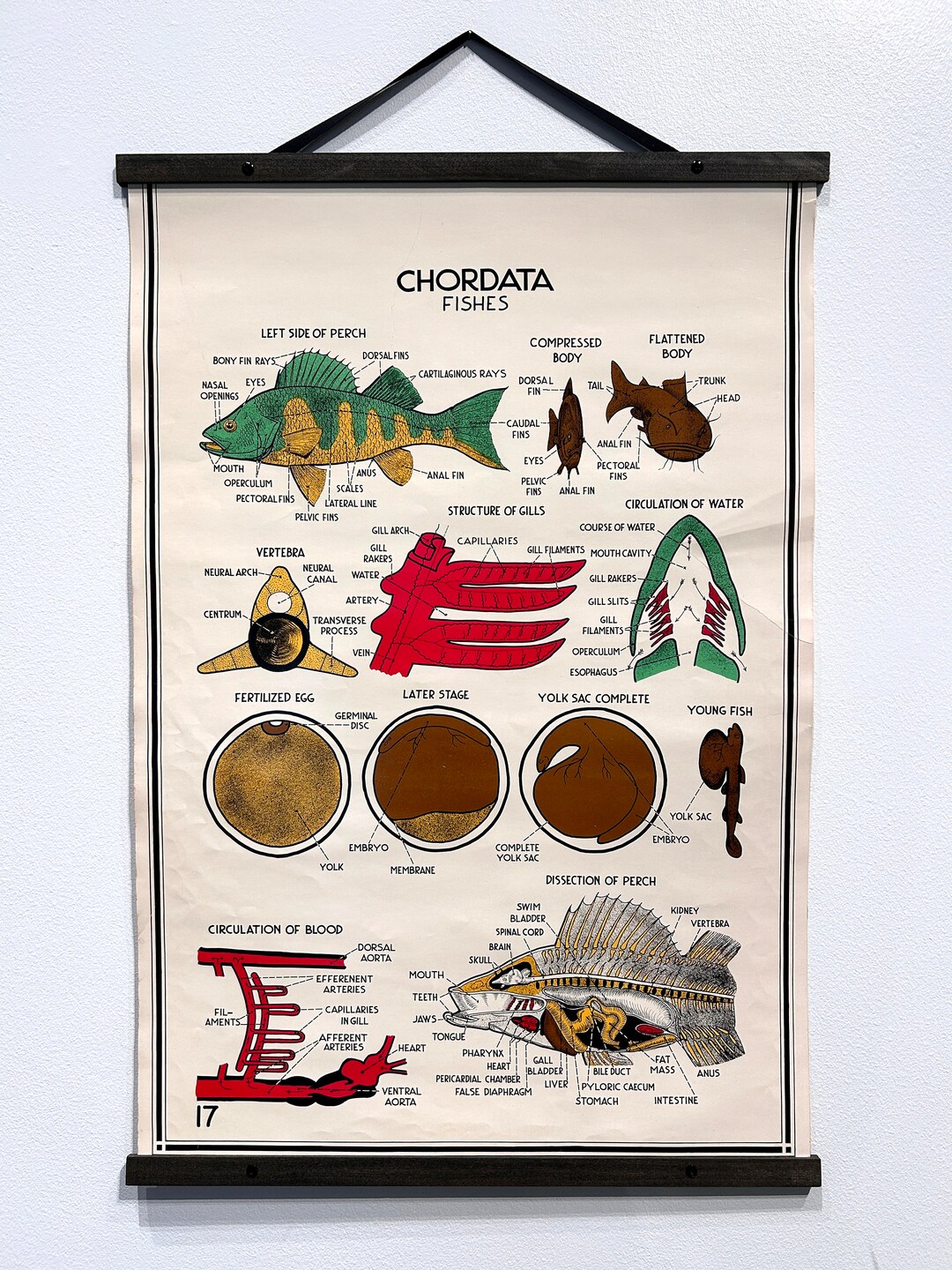 Large Vintage Zoological Chart Chordata Fishes Mid-century 1940s ...