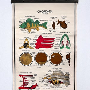 Large Vintage Zoological Chart Chordata Fishes Mid-century 1940s ...