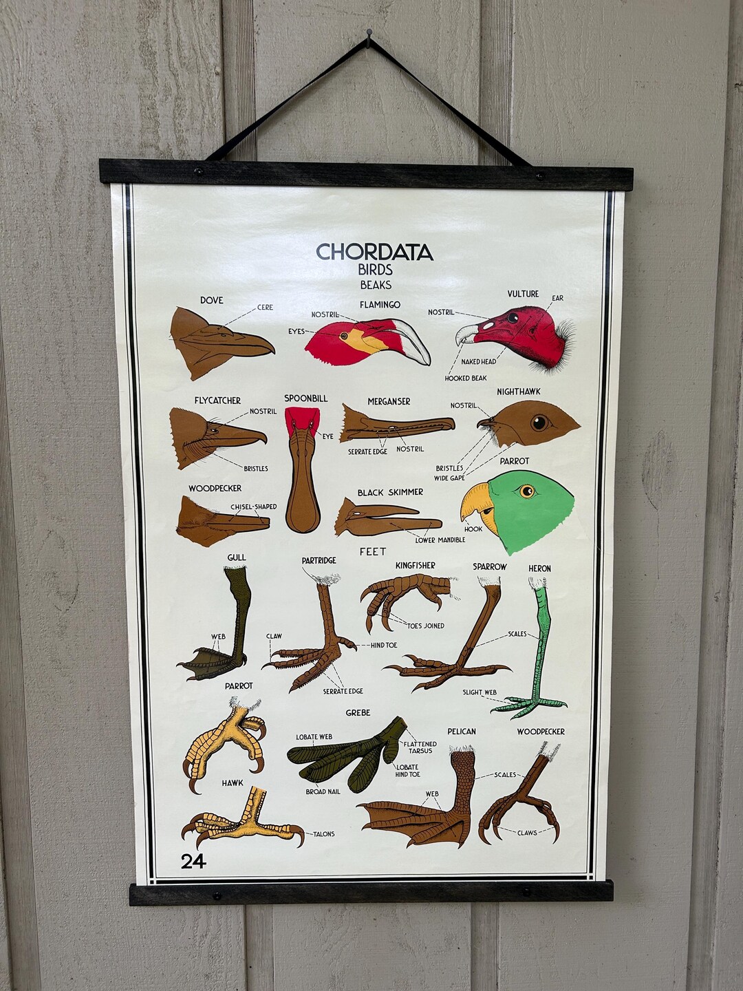 Large Vintage Zoological Chart Chordata BIRDS Beaks Feet Mid-century ...