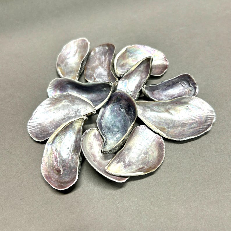 Purple Pearl Mussel / Coquina Shells (mother of Pearl) - Etsy