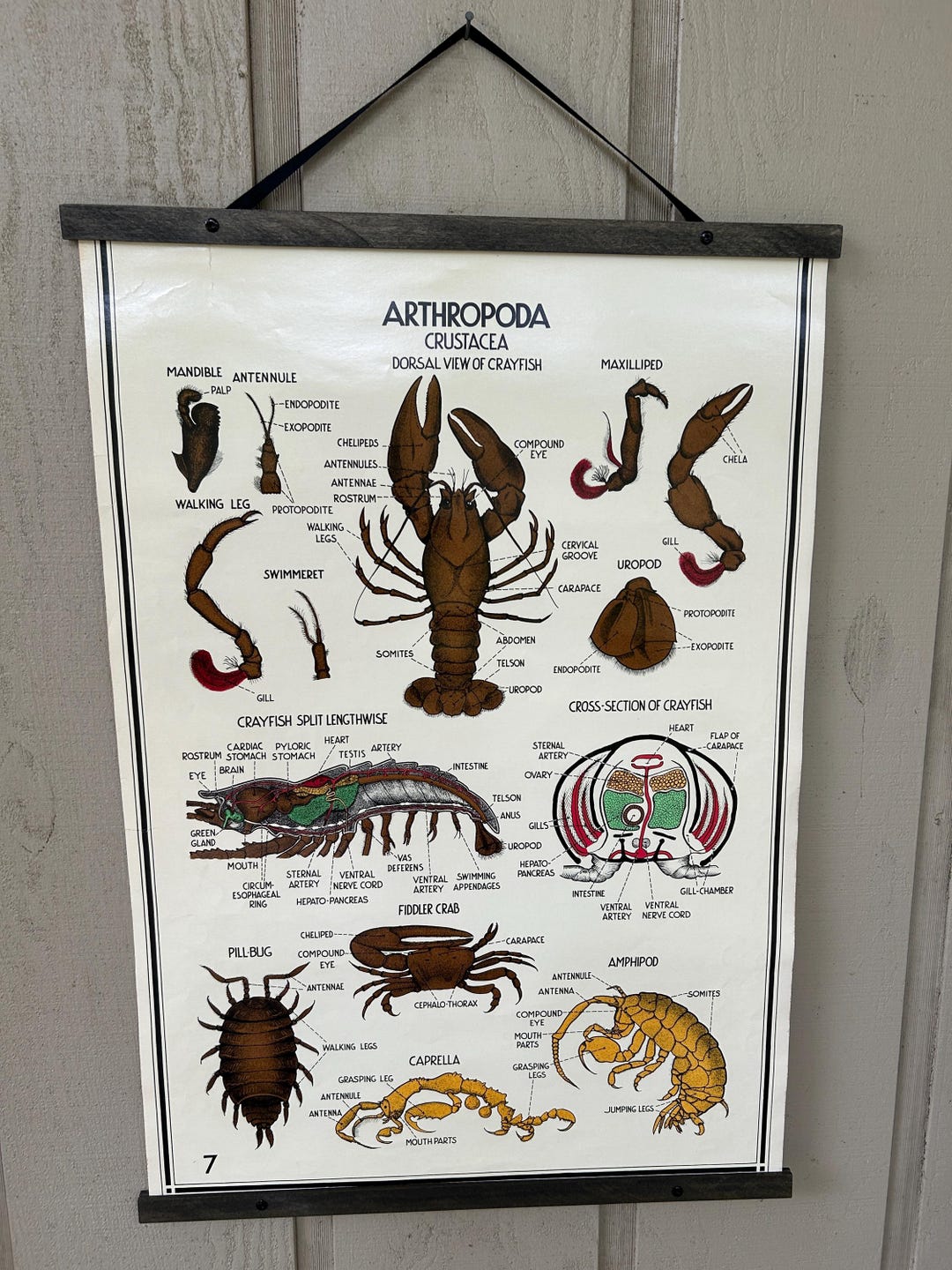 Large Vintage Zoological Chart Arthropoda Crustacea Crawfish Crab ...