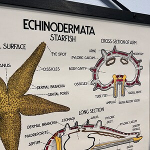 Large Vintage Zoological Chart Echinodermata Starfish Mid-century 1940s ...