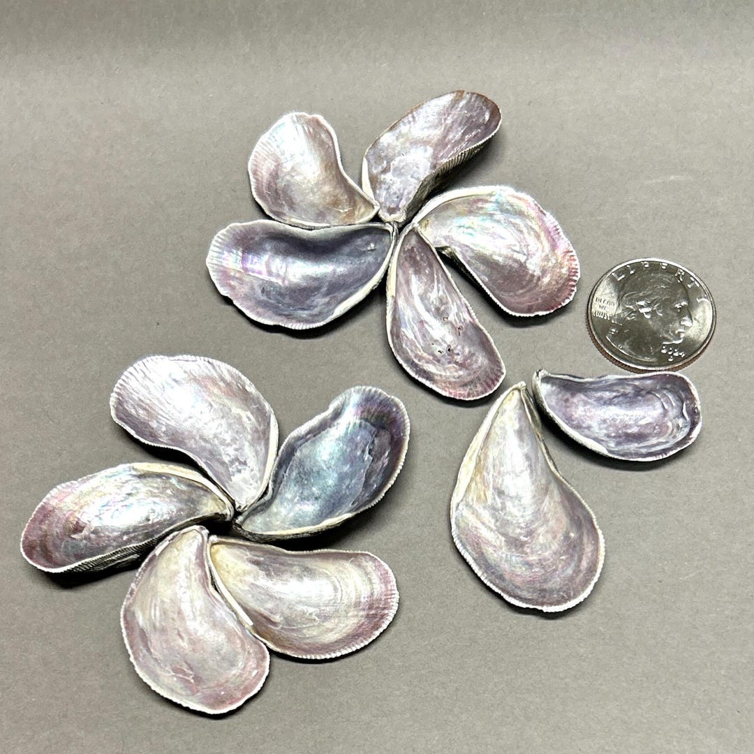 Purple Pearl Mussel / Coquina Shells (mother of Pearl) - Etsy
