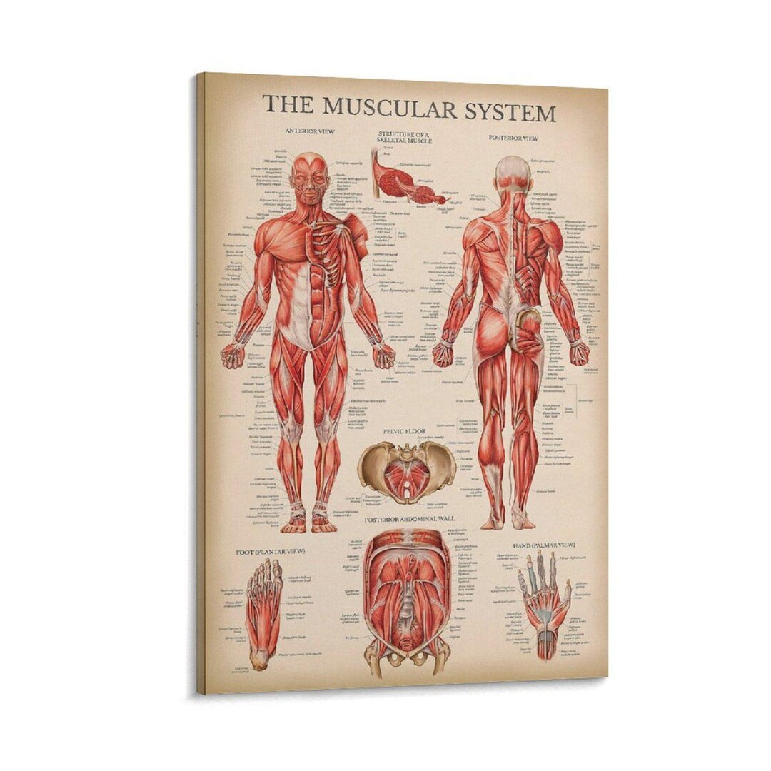 Human Anatomy Poster Vintage Painting on Canvas Wall Art Poster Picture ...